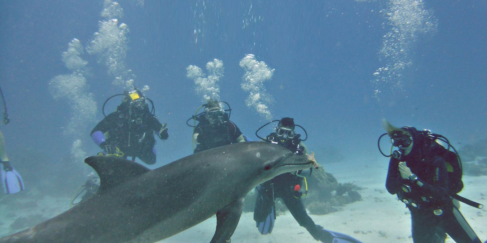 Daily Diving Trips & Dive Packages from Makadi Bay | Scuba Diving