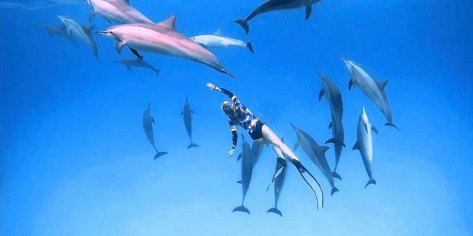 Dolphin House Snorkeling Trip in Marsa Alam - Sha'ab Samadai Reef
